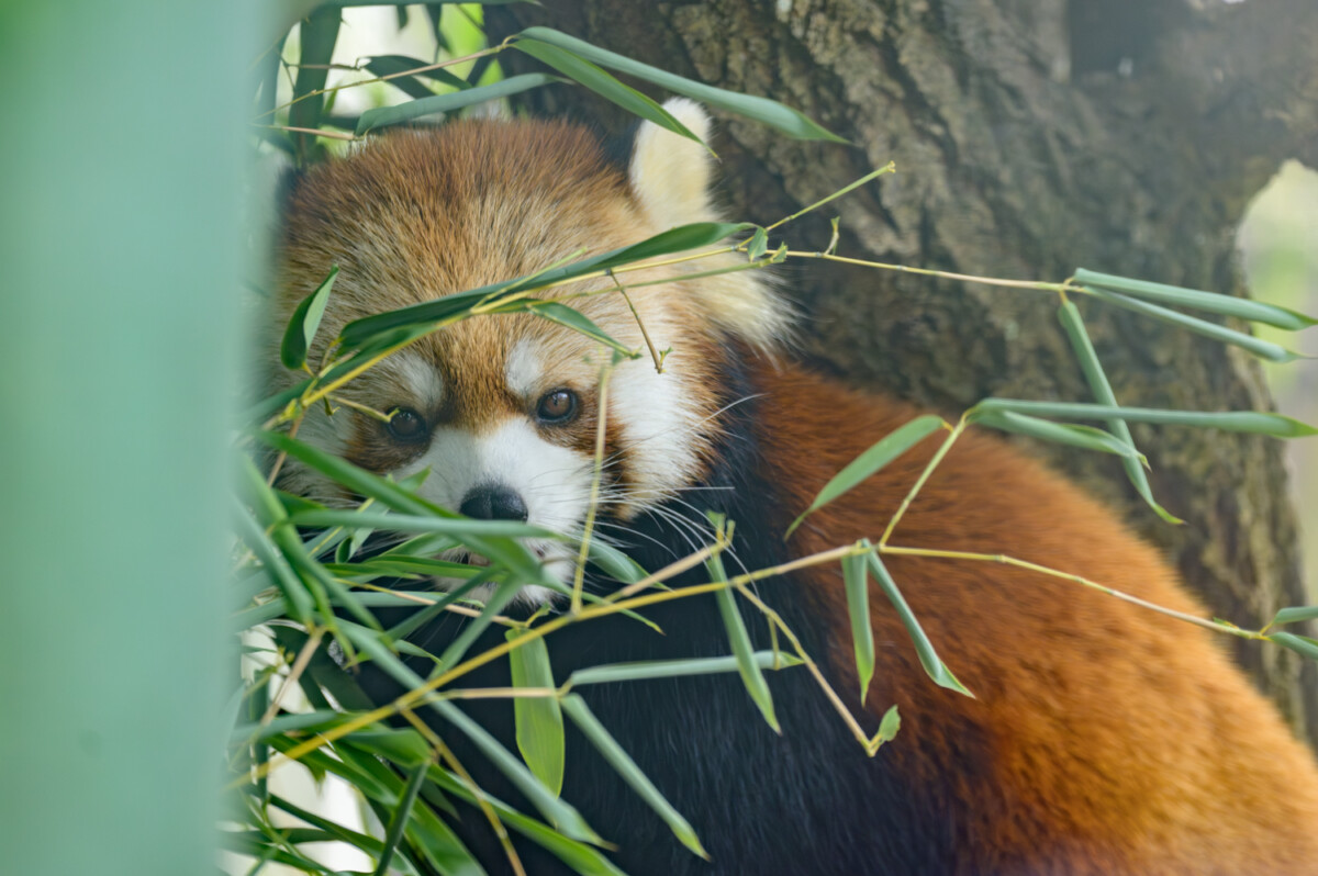 Hunt’s Photo Walk: Franklin Park Zoo | Hunt's Photo Education