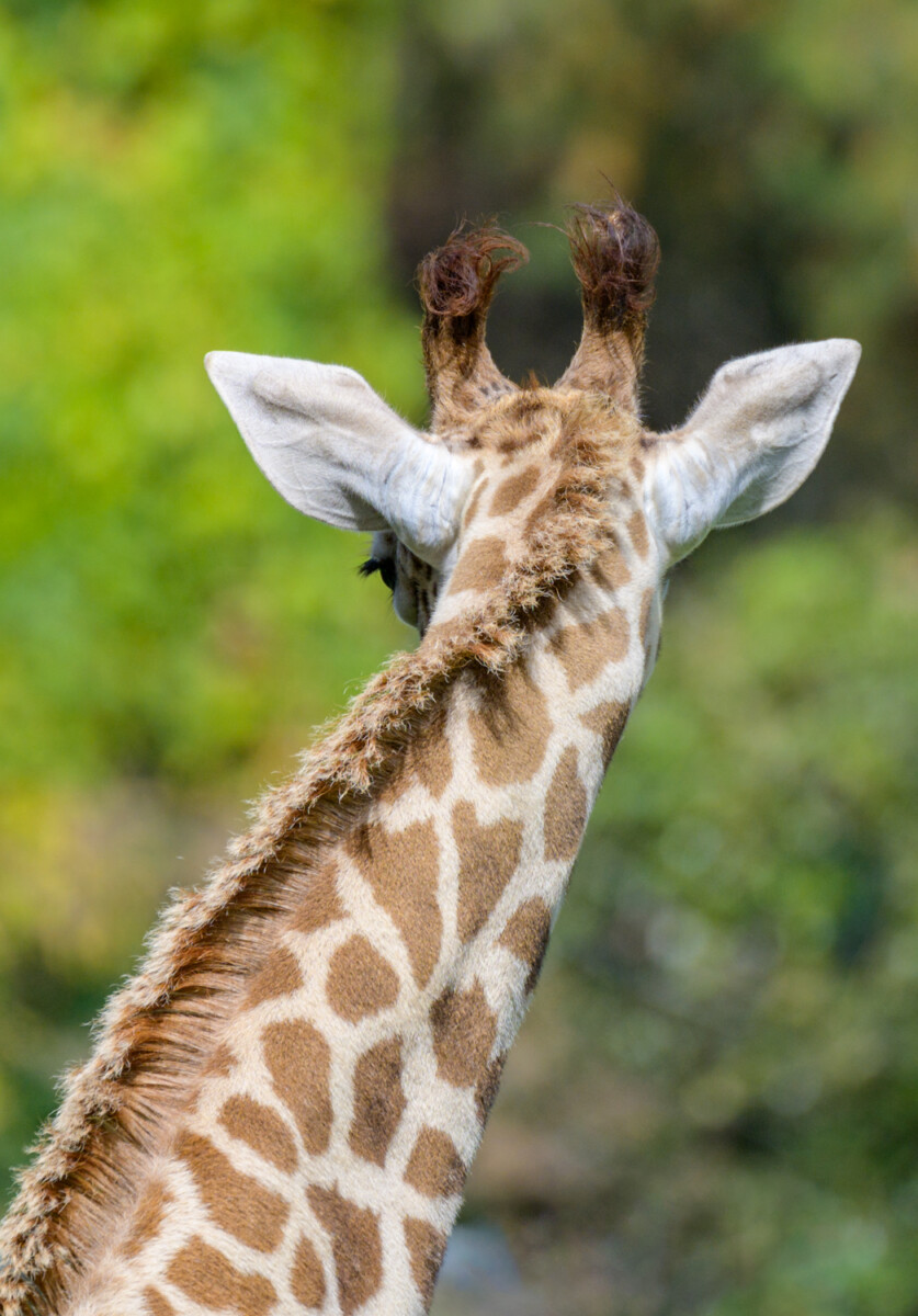 Hunt’s Photo Walk: Franklin Park Zoo | Hunt's Photo Education