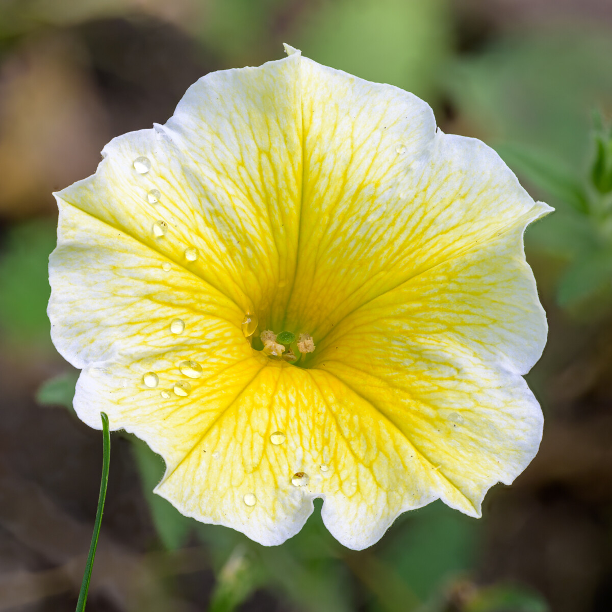 Hunt’s Photo Walk: Flowers and Macro at Mass Horticultural Society ...