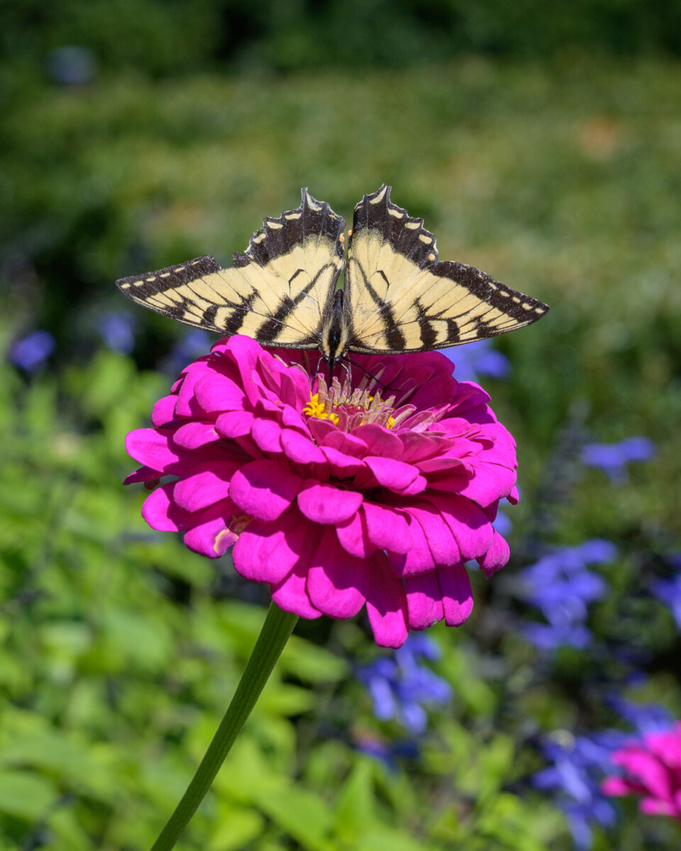 Hunt’s Photo Walk: Flowers in Bloom at Fuller Gardens | Hunt's Photo ...