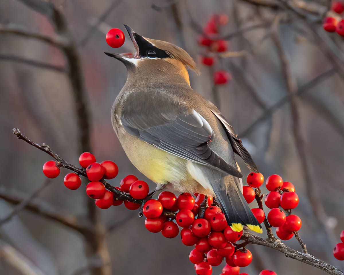 Online: Special Guest Series- Photographing Wild Birds and Techniques ...