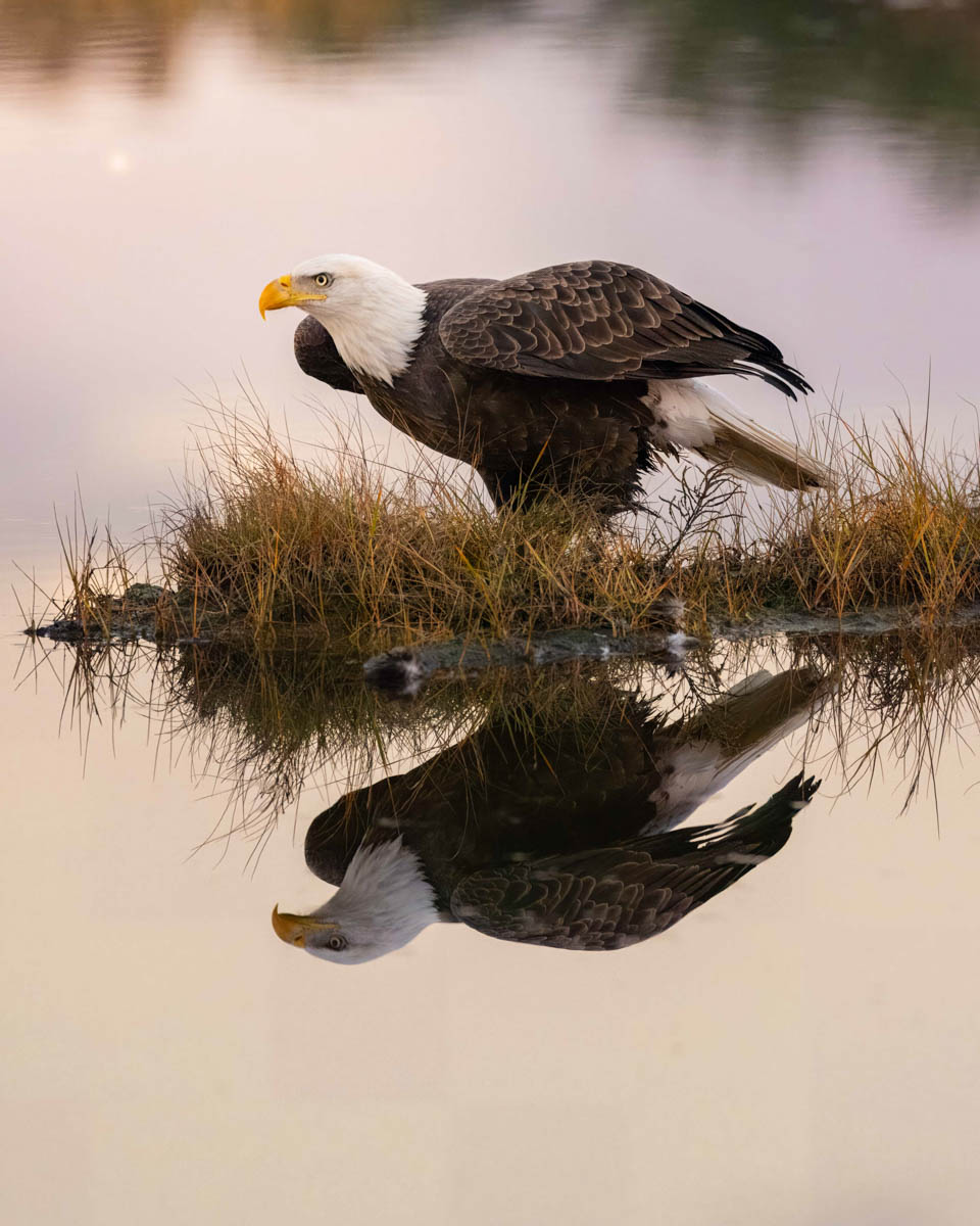 Online: Special Guest Series- Photographing Wild Birds and Techniques ...