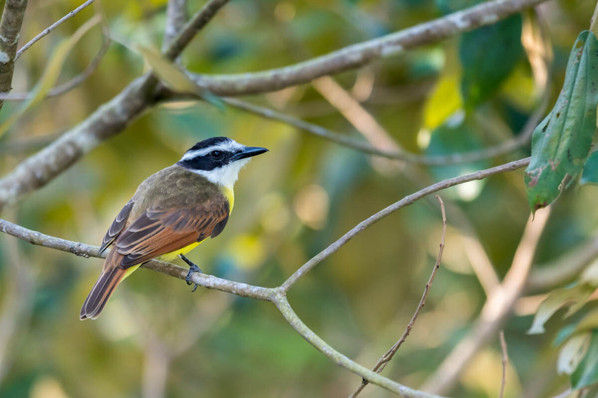 Hunt’s Photo Adventure: Costa Rica | Hunt's Photo Education