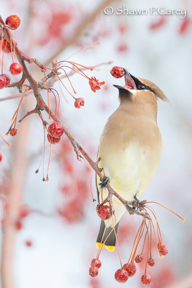 Mastering Bird Photography with Shawn Carey and Mike Milicia- Hunt’s ...