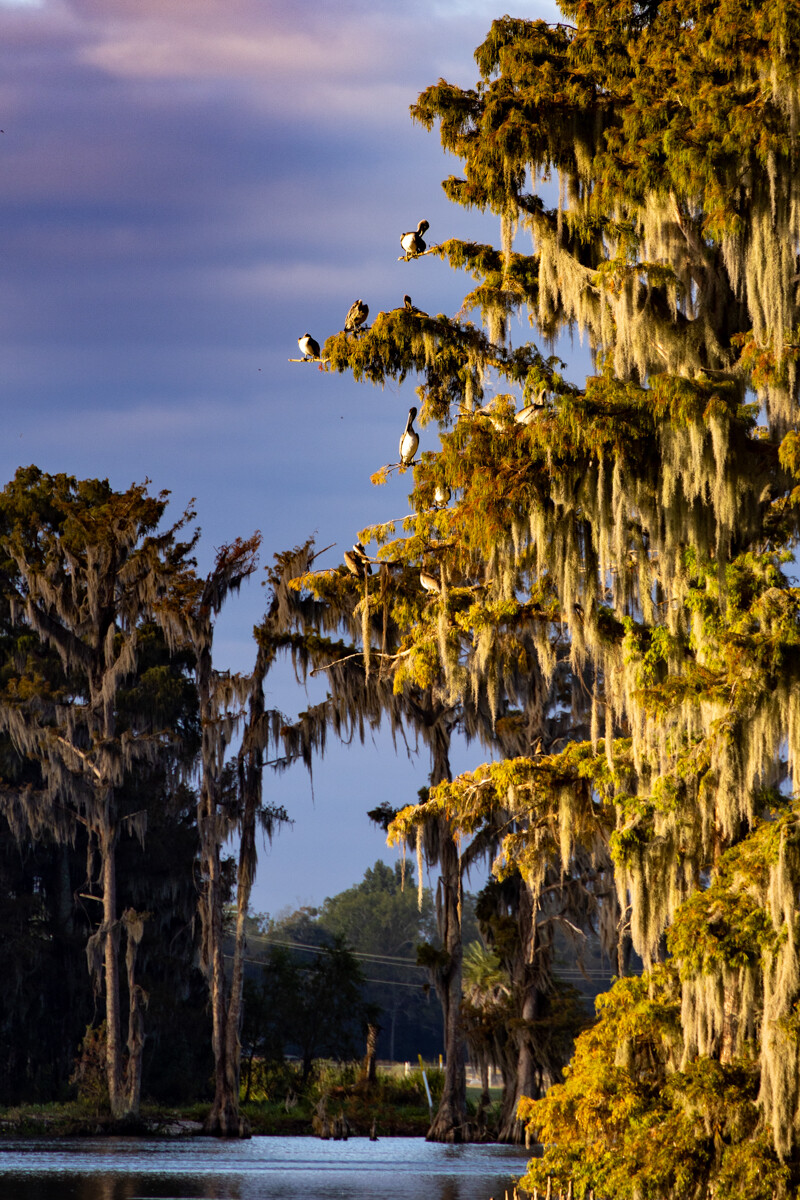 Hunt’s Photo Adventure: Autumn in New Orleans & The Louisiana Bayou ...