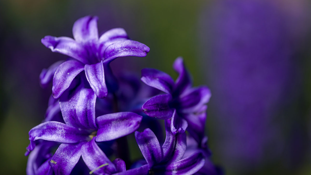 Flowers and Macro Workshop- Hunt’s Photo Melrose | Hunt's Photo Education