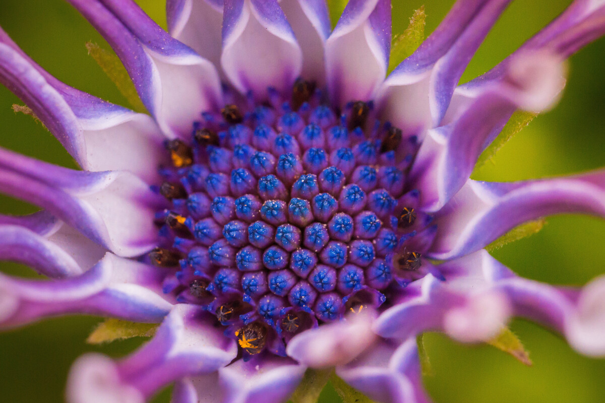 Hunt’s Photo Walk: Getting Close and Creative with Flower Photography ...