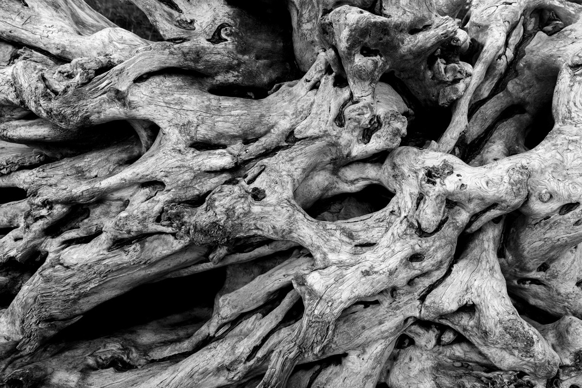 Hunt’s Photo Adventure: Olympic National Park: Rain Forests, Seascapes ...