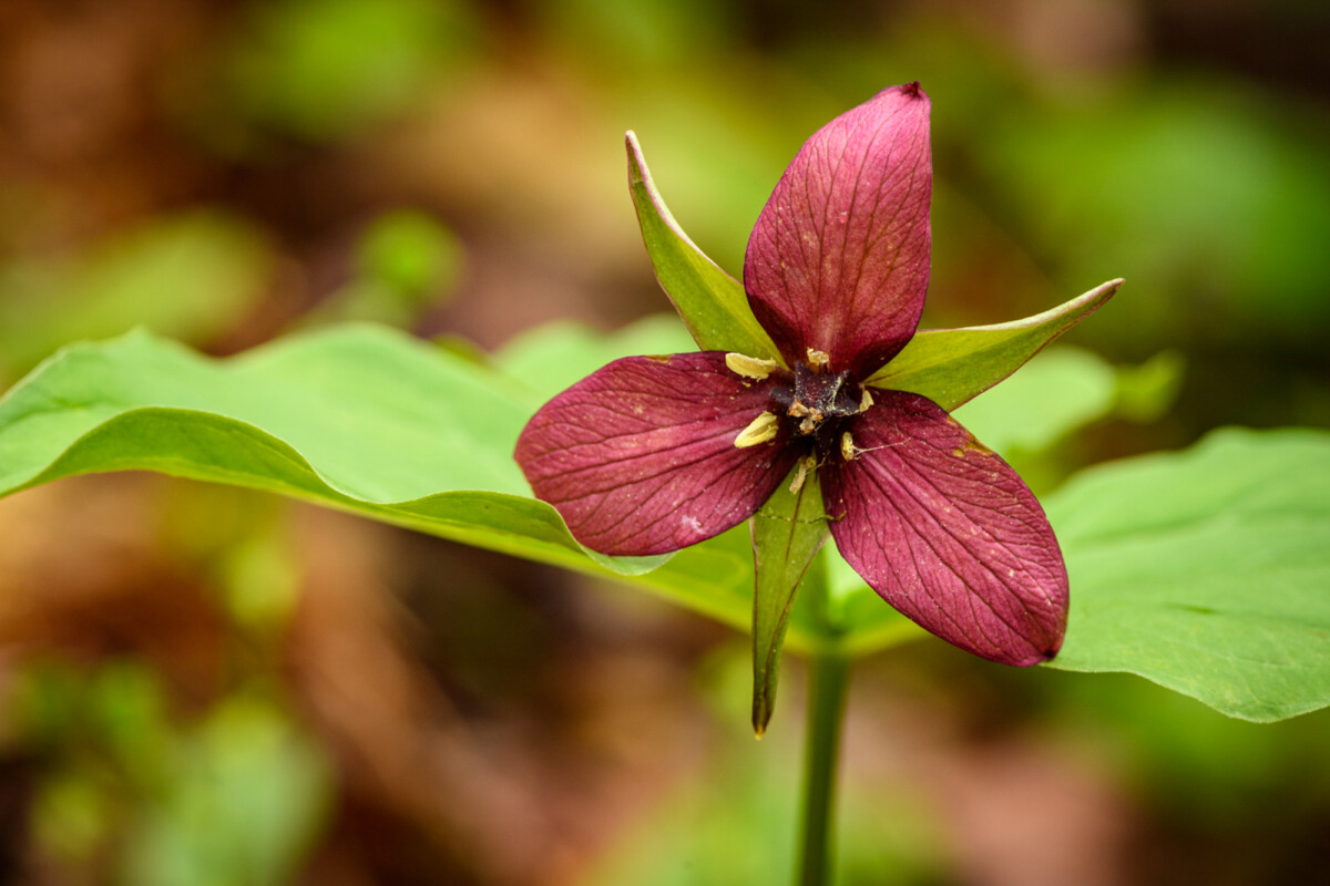 Hunt’s Photo Adventure: Spring in Solon, Maine | Hunt's Photo Education