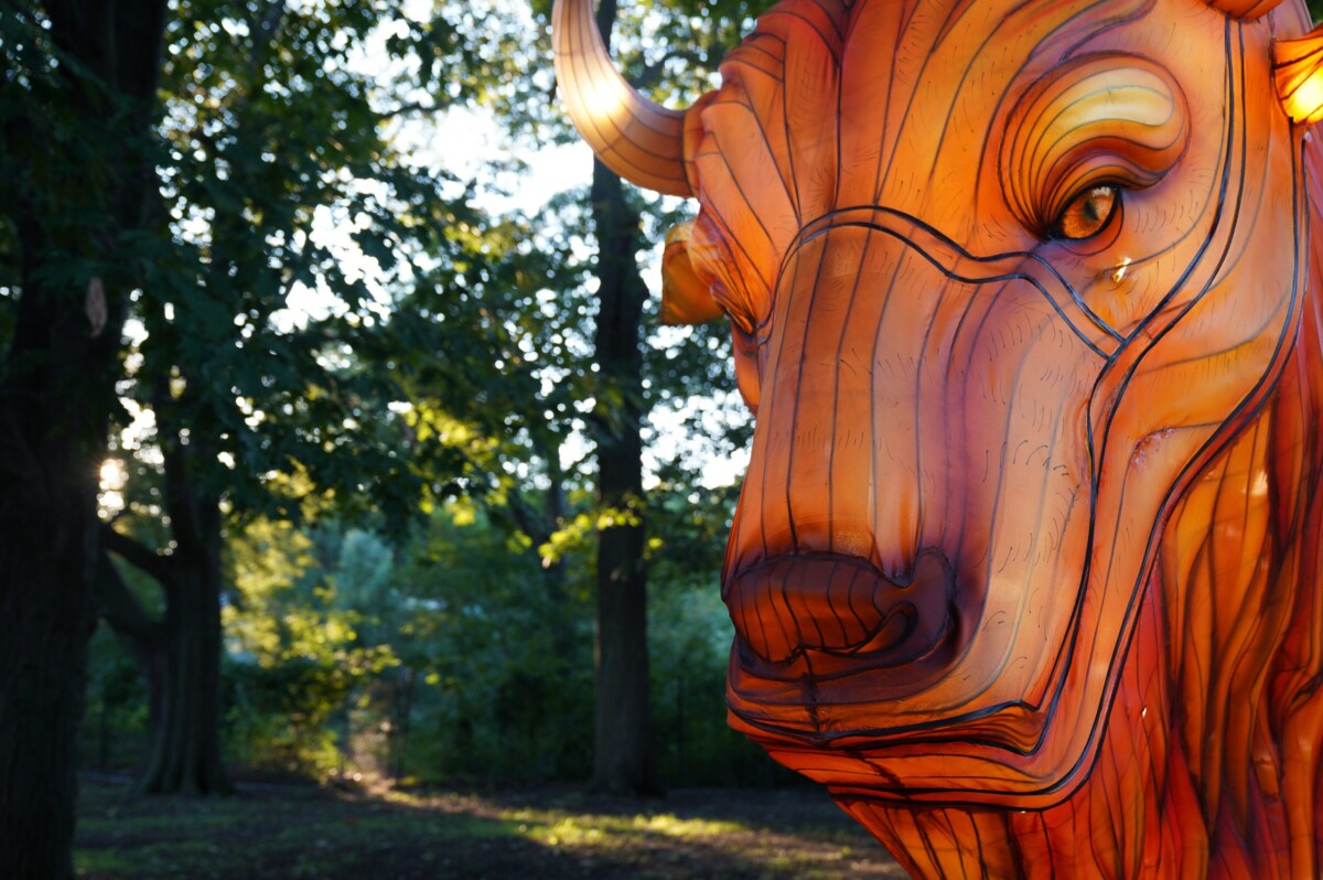 Hunt’s Photo Walk: Zoo Lights! Franklin Park Zoo in the Evening | Hunt ...