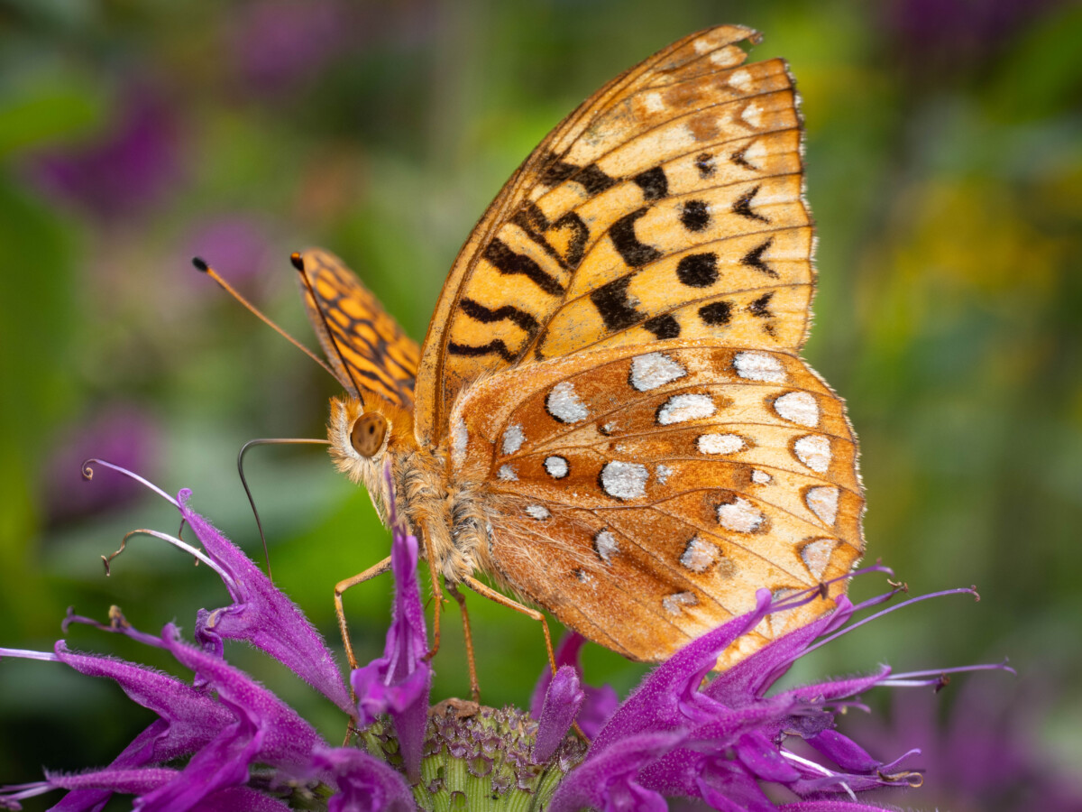 Hunt’s Photo Walk: Bugs in the Field with Emilie Talpin, Lincoln NH ...
