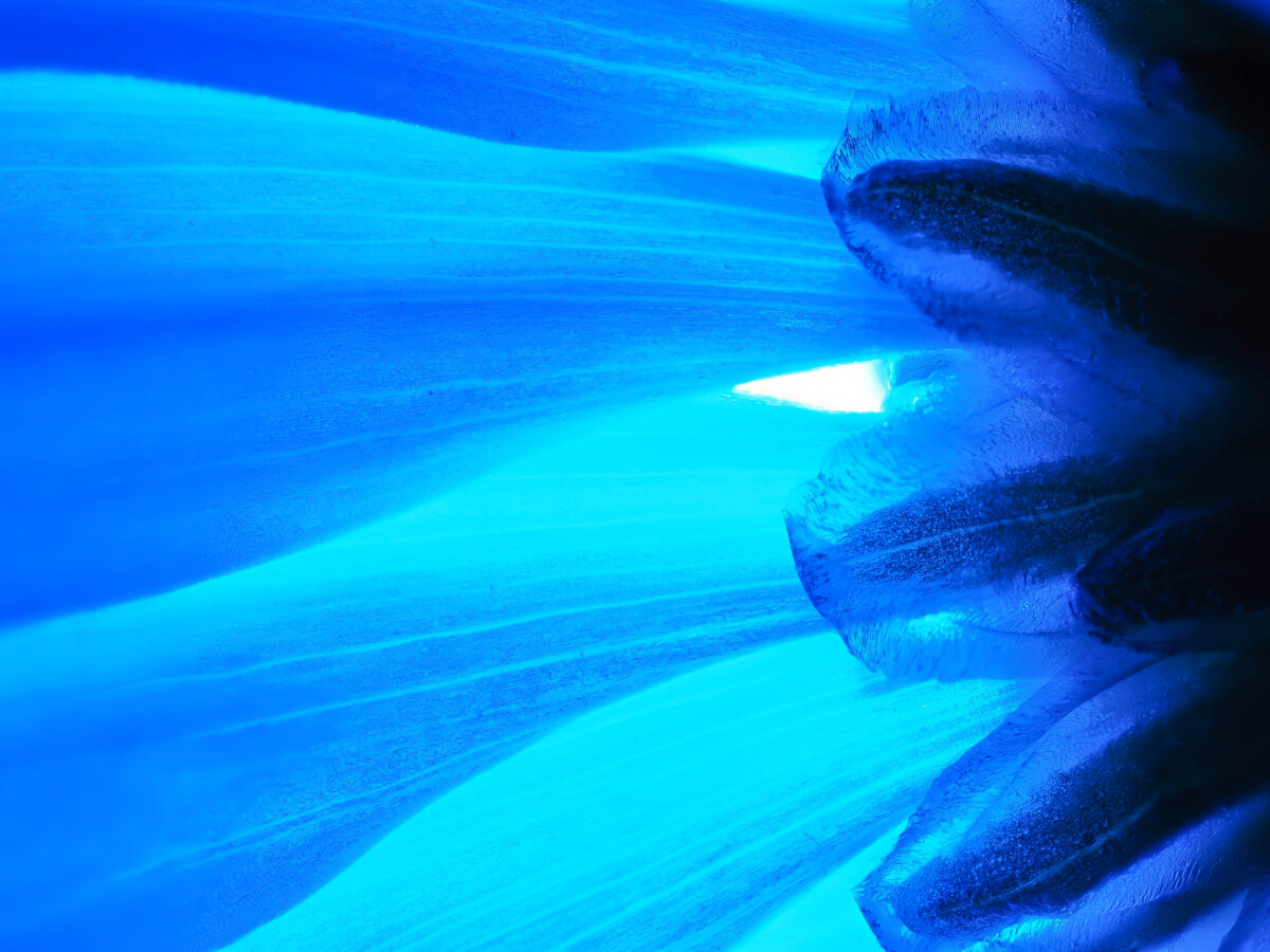 Macro- Nature Indoors! with Emilie Talpin- Hunt’s Photo Waltham | Hunt ...