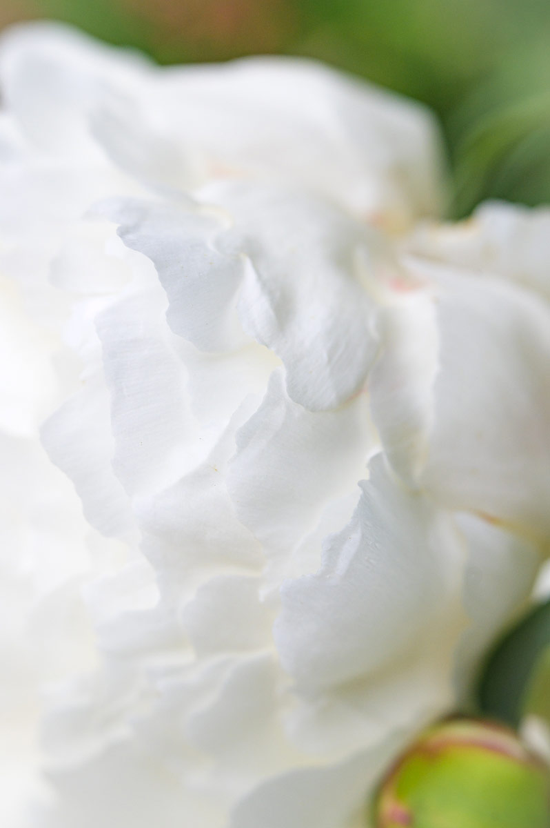 High Key/Low Key Still Life Photography Workshop- Hunt’s Photo Melrose ...